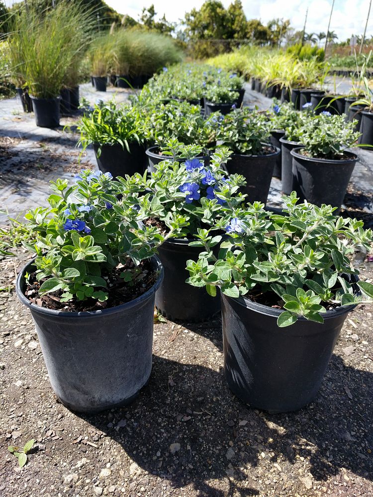 Buy Evolvulus glomeratus, Blue Daze | Free Shipping over $100