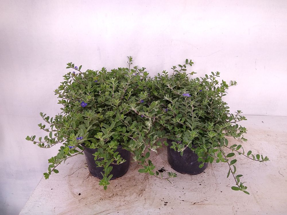 Buy Evolvulus glomeratus, Blue Daze | Free Shipping over $100