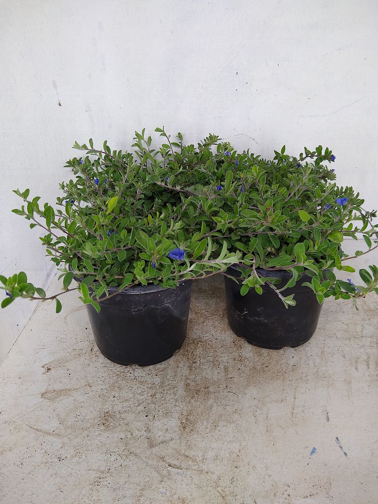 Buy Evolvulus glomeratus, Blue Daze | Free Shipping over $100