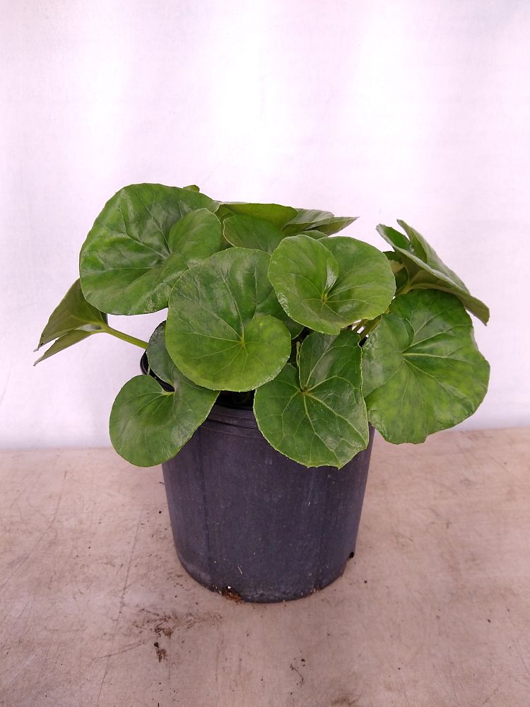Buy Farfugium japonicum 'Gigantea', Giant Leopard plant, Ligularia ...