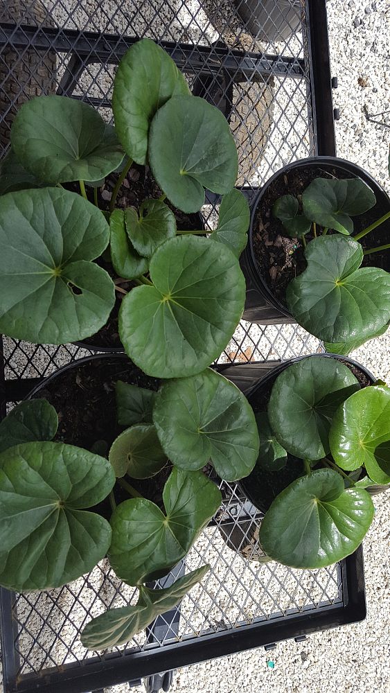Farfugium japonicum 'Gigantea', Giant Leopard plant, Ligularia ...