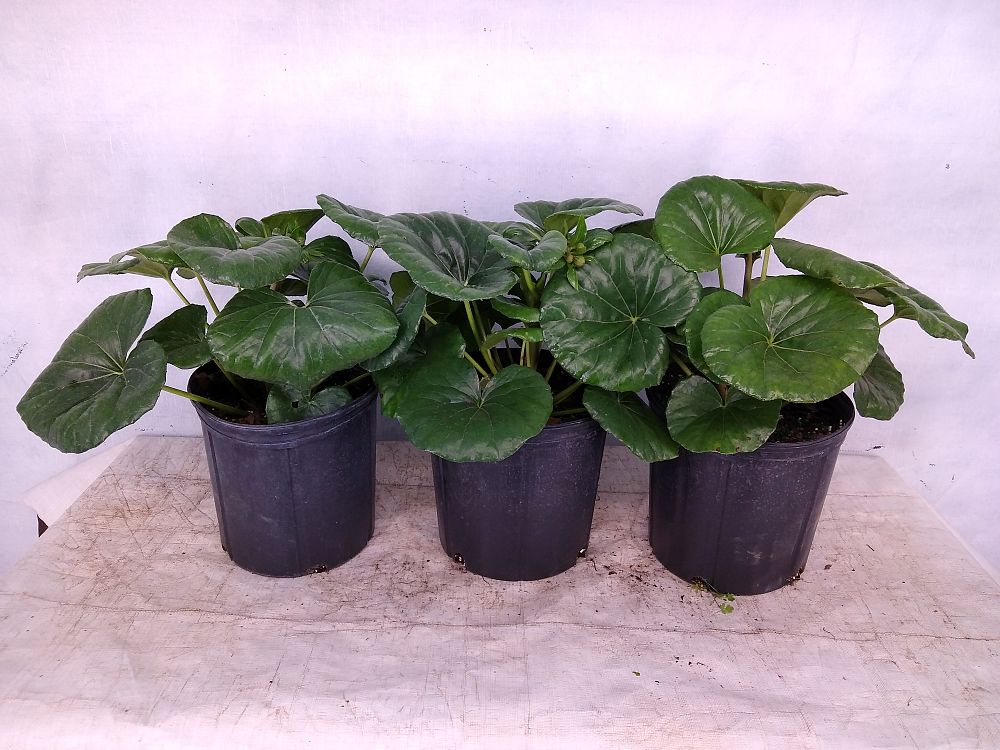 Buy Farfugium japonicum 'Gigantea', Giant Leopard plant, Ligularia ...