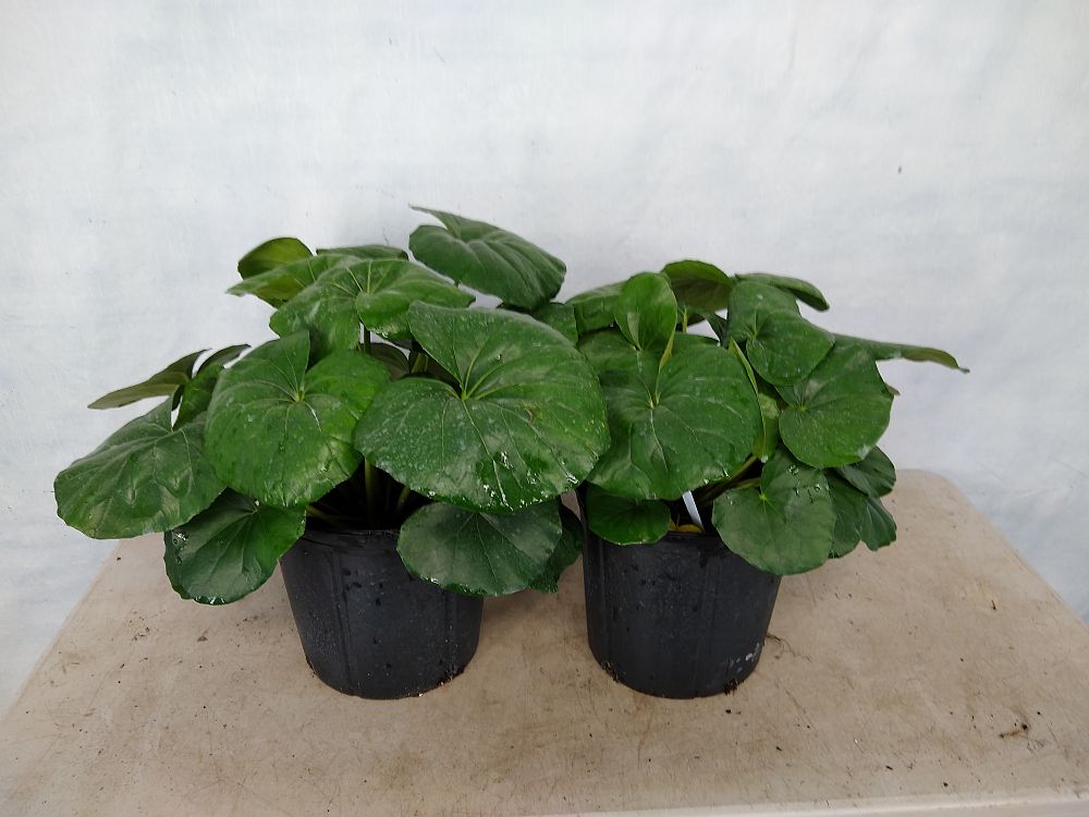 Buy Farfugium japonicum 'Gigantea', Giant Leopard plant, Ligularia ...