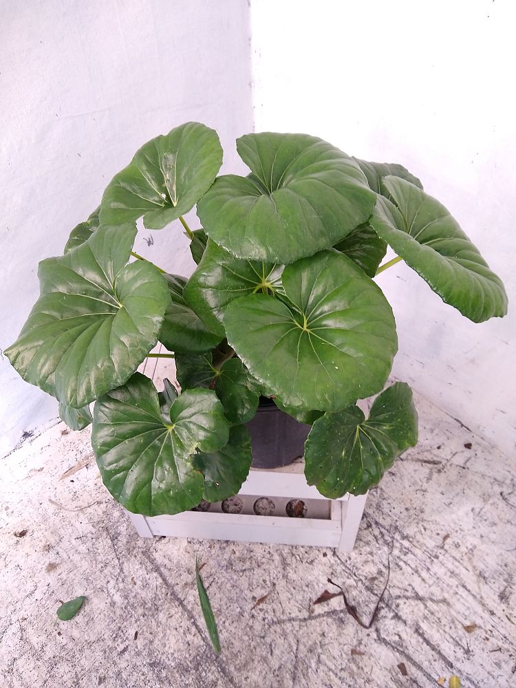 Buy Farfugium japonicum 'Gigantea', Giant Leopard plant, Ligularia ...