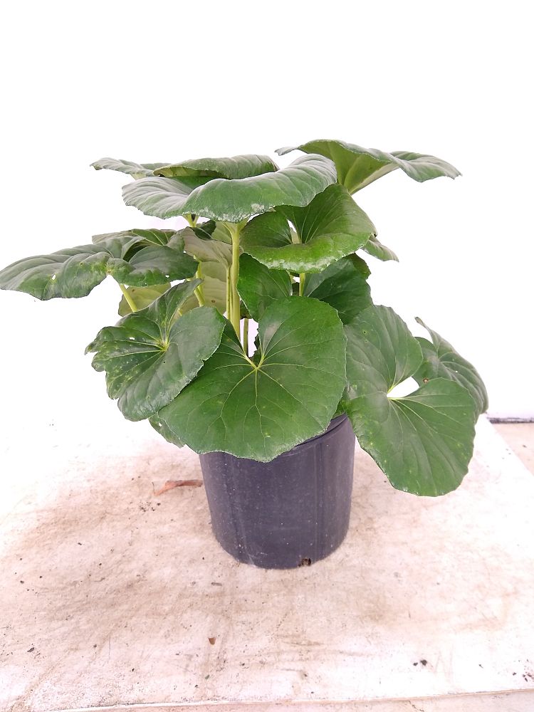 Buy Farfugium japonicum 'Gigantea', Giant Leopard plant, Ligularia ...