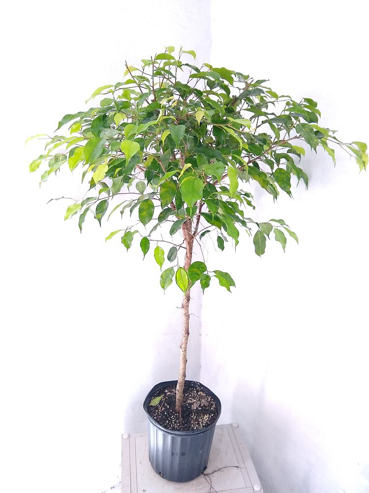 Buy Ficus benjamina 'Wintergreen', Weeping Fig | Free Shipping over $100