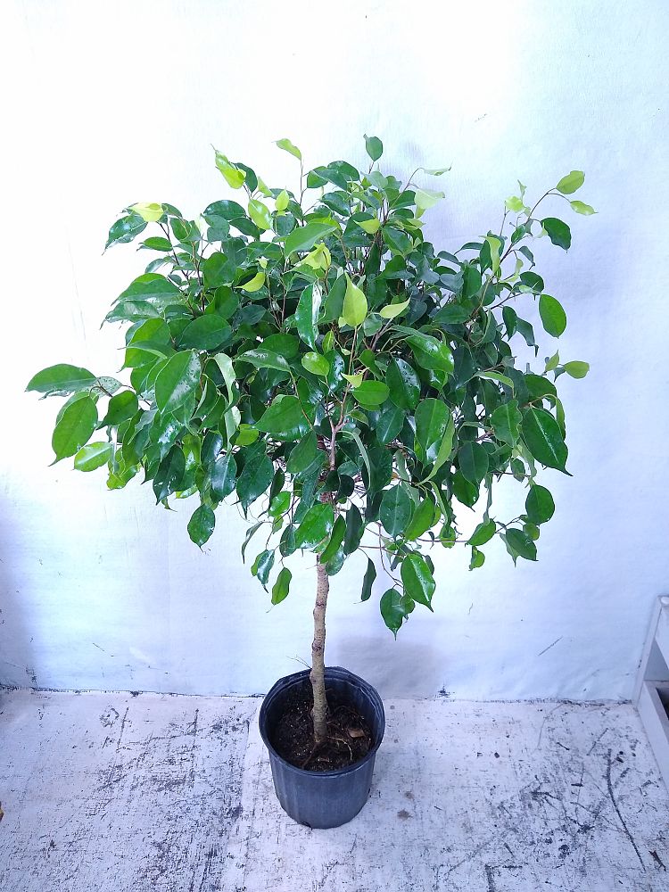 Buy Ficus benjamina 'Wintergreen', Weeping Fig | Free Shipping over $100