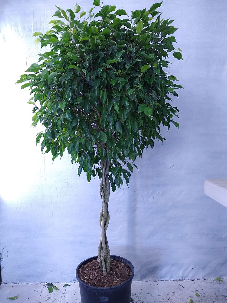 Buy Ficus benjamina 'Wintergreen', Weeping Fig | Free Shipping over $100
