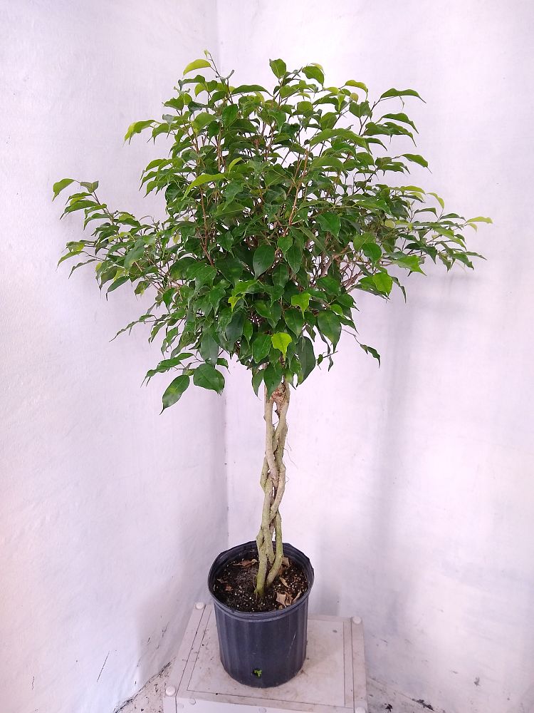 Buy Ficus benjamina 'Wintergreen', Weeping Fig | Free Shipping over $100