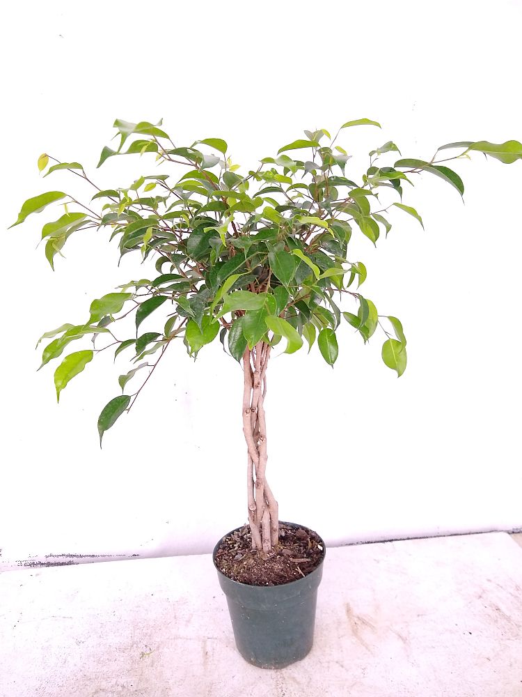 Buy Ficus benjamina 'Wintergreen', Weeping Fig | Free Shipping over $100