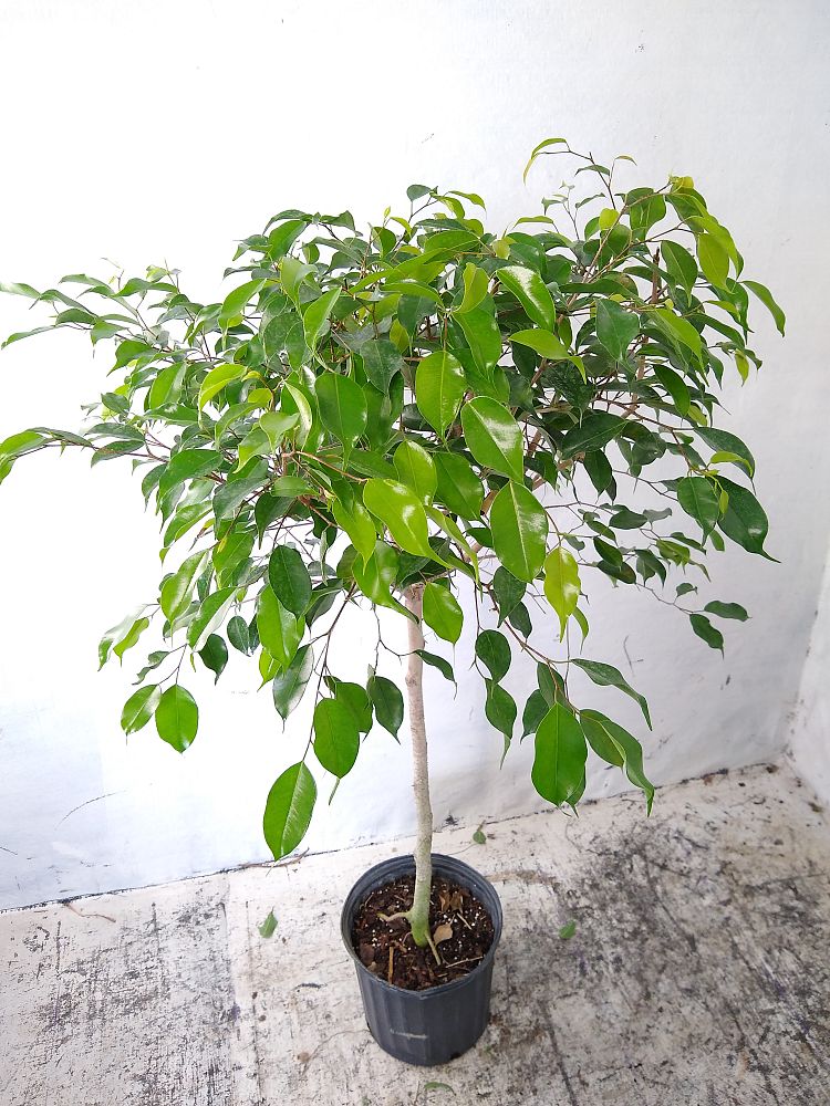 Buy Ficus benjamina 'Wintergreen', Weeping Fig | Free Shipping over $100
