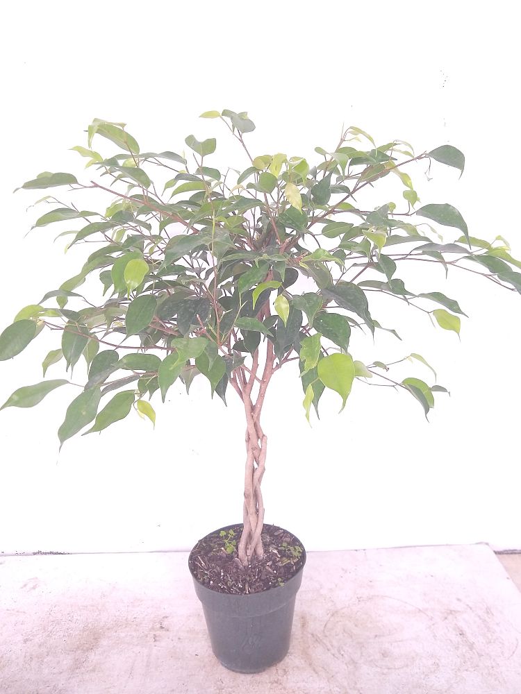 Buy Ficus benjamina 'Wintergreen', Weeping Fig | Free Shipping over $100
