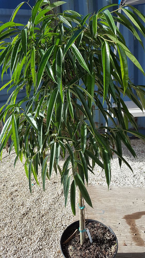 Ficus binnendijkii 'Alii', Ficus maclellandii 'Alii', Long Leaved Fig ...