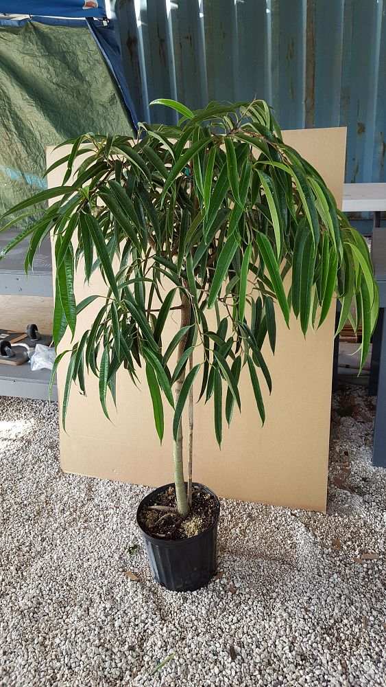 Ficus binnendijkii 'Alii', Ficus maclellandii 'Alii', Long Leaved Fig ...