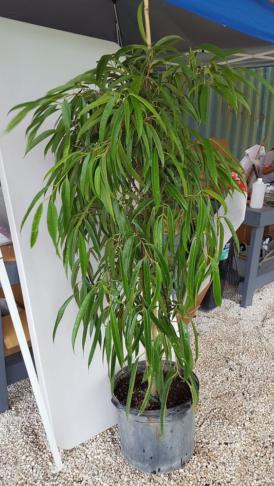 Ficus binnendijkii 'Alii', Ficus maclellandii 'Alii', Long Leaved Fig ...
