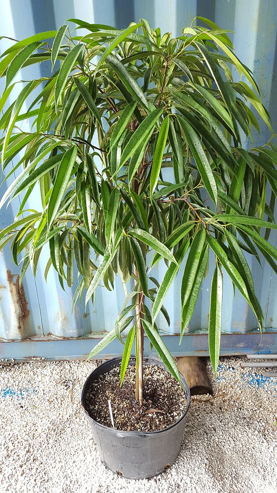 Ficus binnendijkii 'Alii', Ficus maclellandii 'Alii', Long Leaved Fig ...