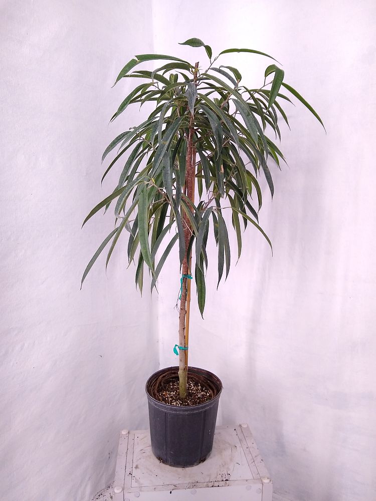 Buy Ficus binnendijkii 'Alii', Ficus maclellandii 'Alii', Long Leaved ...