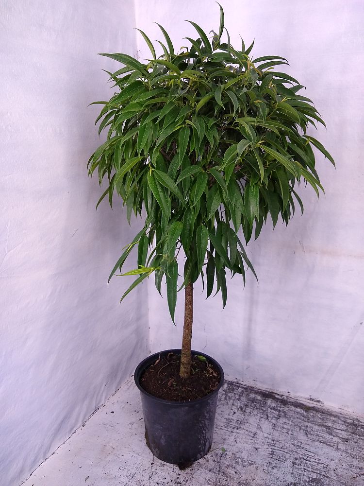 Buy Ficus binnendijkii 'Alii', Ficus maclellandii 'Alii', Long Leaved ...