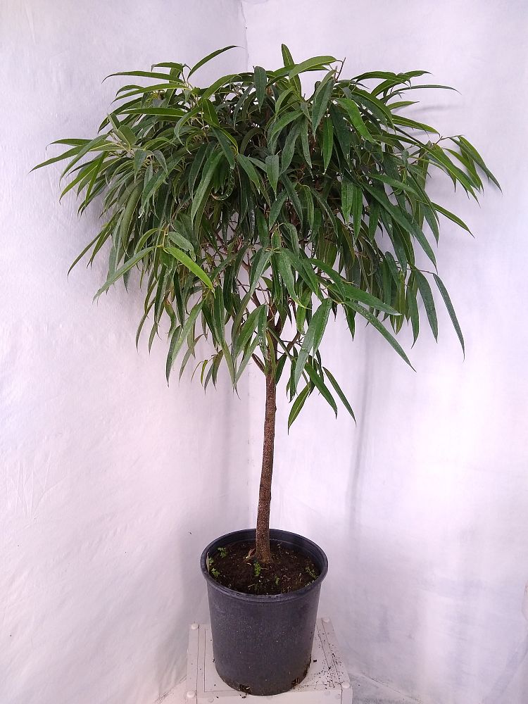 Buy Ficus binnendijkii 'Alii', Ficus maclellandii 'Alii', Long Leaved ...
