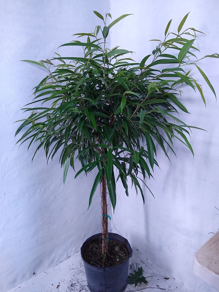 Buy Ficus binnendijkii 'Alii', Ficus maclellandii 'Alii', Long Leaved ...