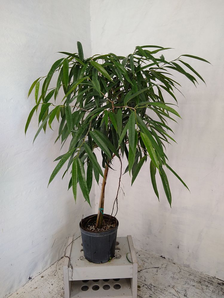 Buy Ficus binnendijkii 'Alii', Ficus maclellandii 'Alii', Long Leaved ...