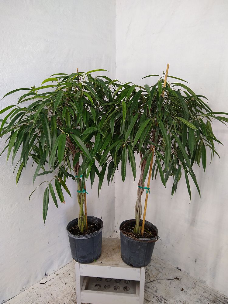 Buy Ficus binnendijkii 'Alii', Ficus maclellandii 'Alii', Long Leaved ...