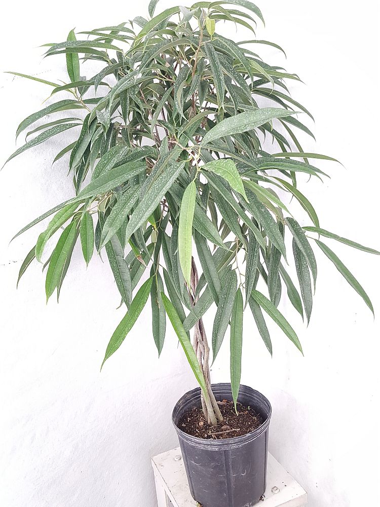 Buy Ficus binnendijkii 'Alii', Ficus maclellandii 'Alii', Long Leaved ...