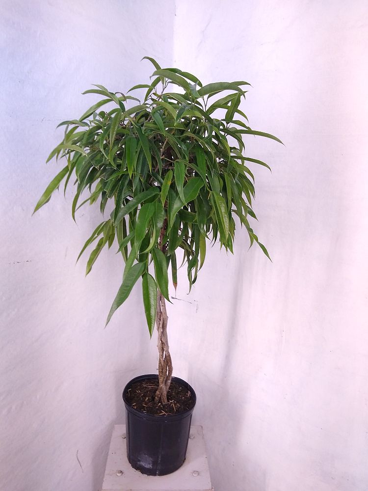 Buy Ficus binnendijkii 'Alii', Ficus maclellandii 'Alii', Long Leaved ...