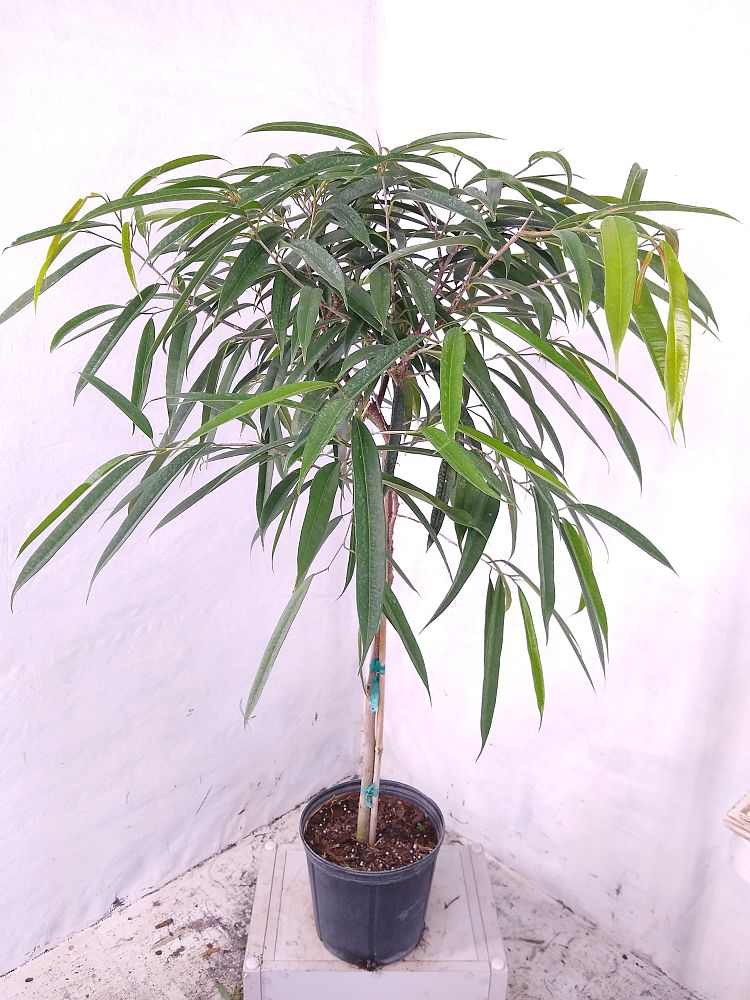 Buy Ficus binnendijkii 'Alii', Ficus maclellandii 'Alii', Long Leaved ...