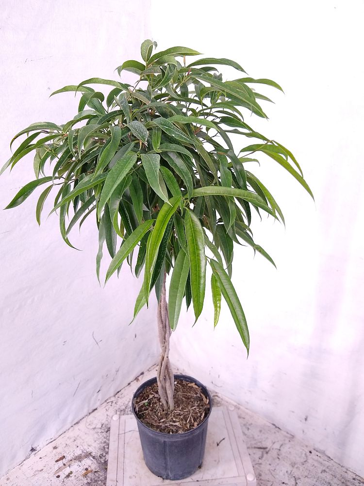 Buy Ficus binnendijkii 'Alii', Ficus maclellandii 'Alii', Long Leaved ...