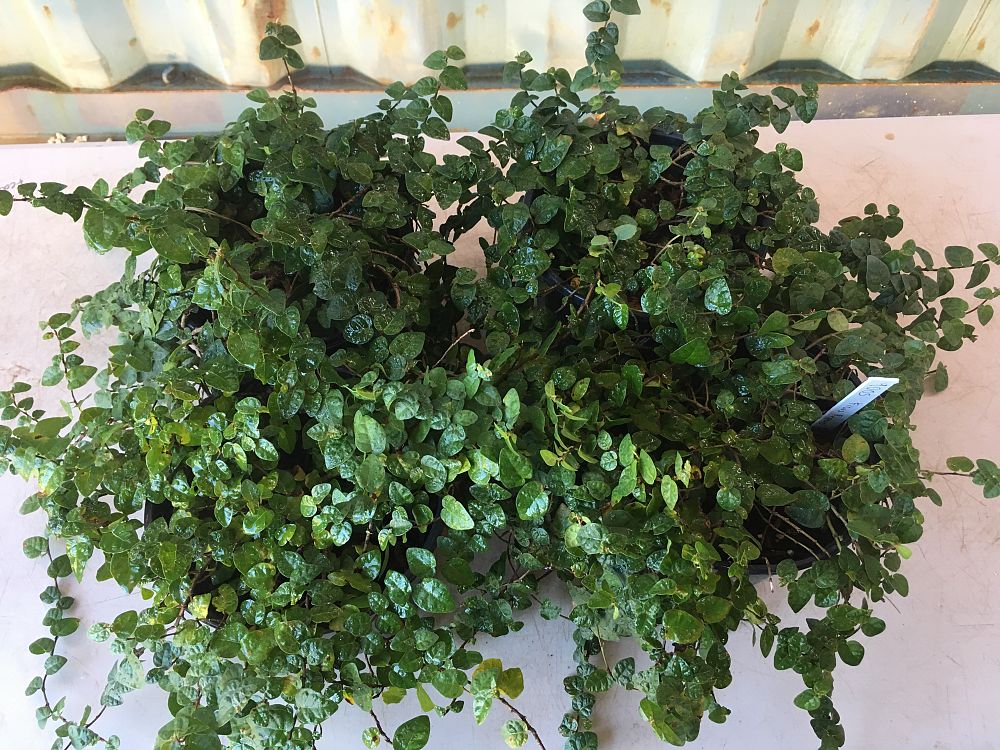 Buy Ficus pumila, Ficus repens, Creeping Fig Ivy | Free Shipping over $100