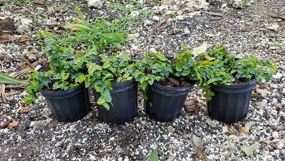 Buy Ficus pumila, Ficus repens, Creeping Fig Ivy | Free Shipping over $100