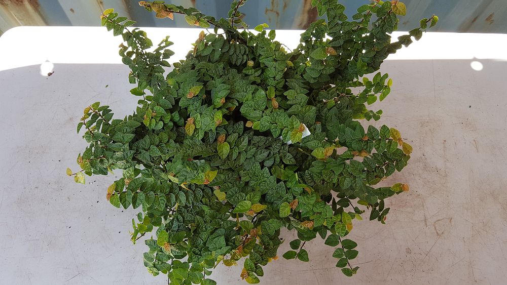 Buy Ficus pumila, Ficus repens, Creeping Fig Ivy | Free Shipping over $100