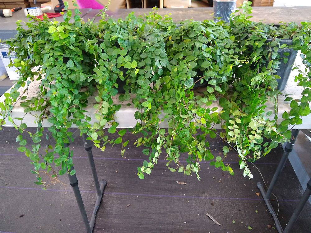 Buy Ficus pumila, Ficus repens, Creeping Fig Ivy | Free Shipping over $100