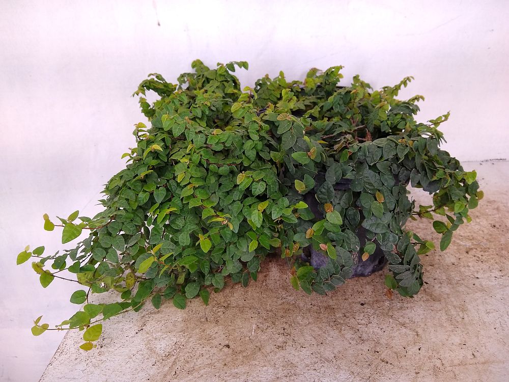 Buy Ficus pumila, Ficus repens, Creeping Fig Ivy | Free Shipping over $100