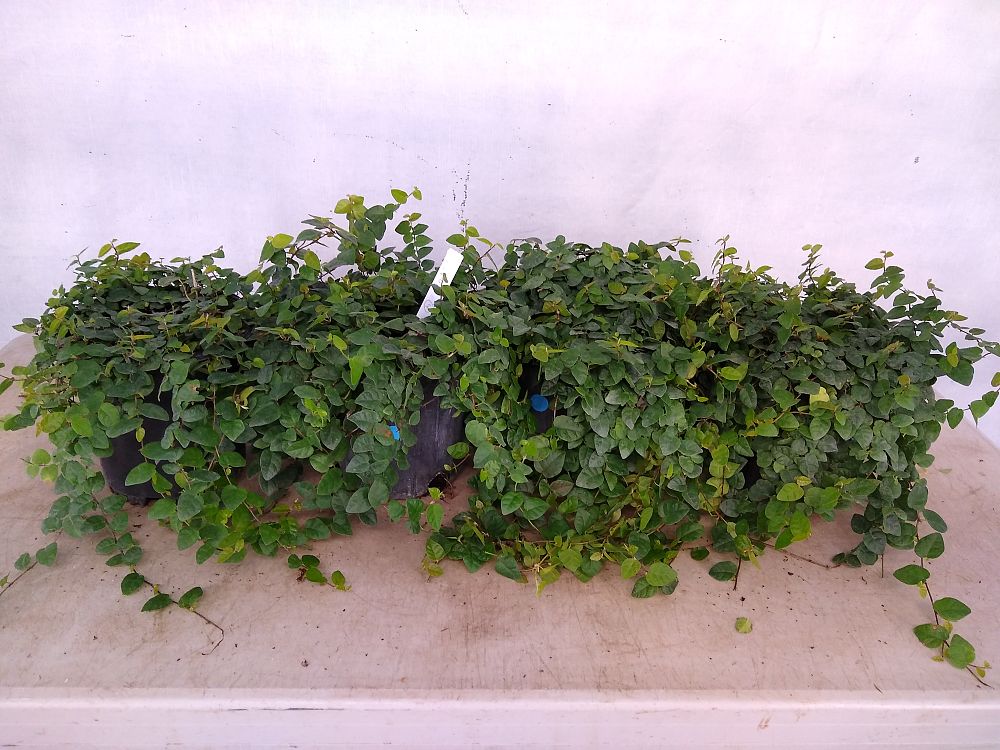 Buy Ficus pumila, Ficus repens, Creeping Fig Ivy | Free Shipping over $100