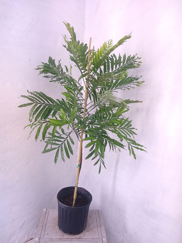 Buy Filicium decipiens, Japanese Fern Tree | Free Shipping over $100