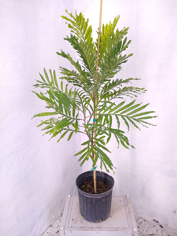 Buy Filicium decipiens, Japanese Fern Tree | Free Shipping over $100