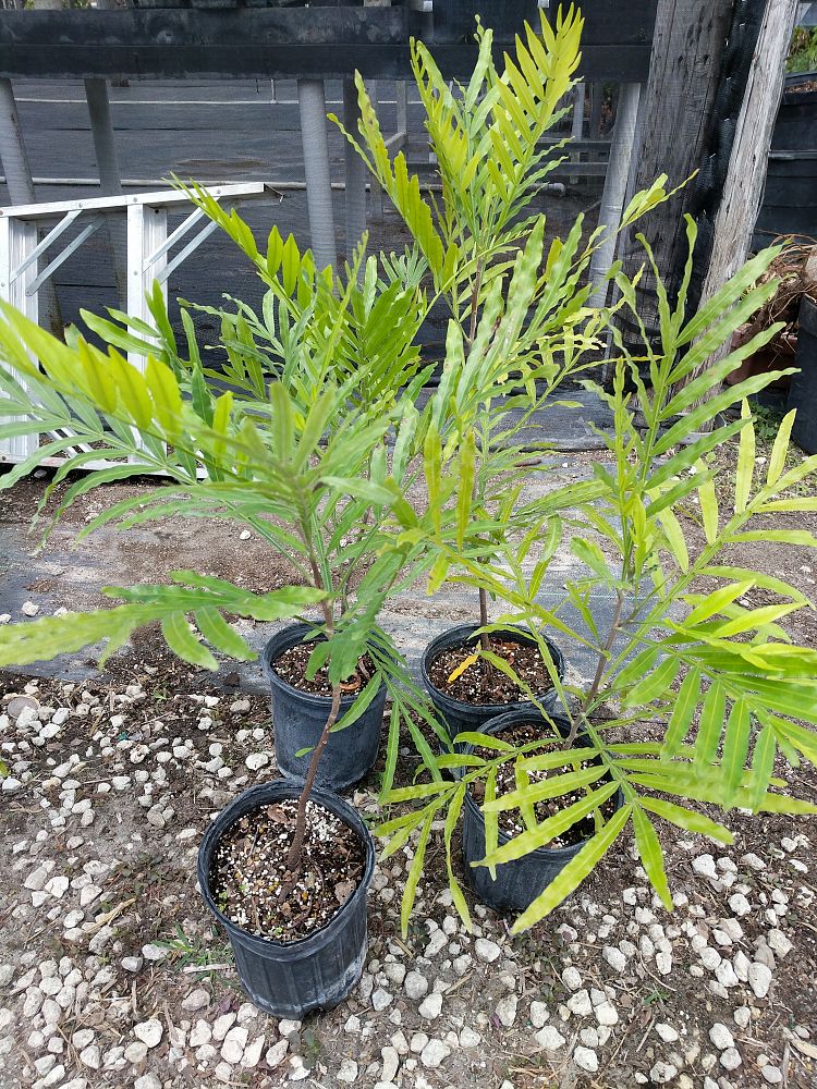 Buy Filicium decipiens, Japanese Fern Tree | Free Shipping over $100