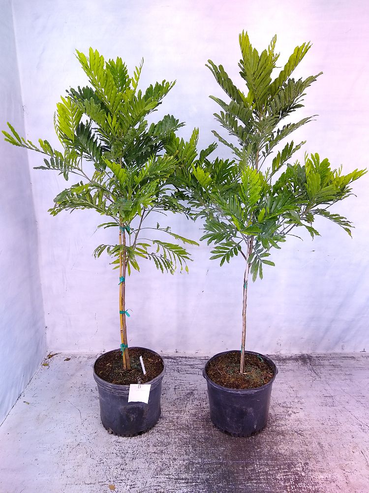 Buy Filicium decipiens, Japanese Fern Tree | Free Shipping over $100