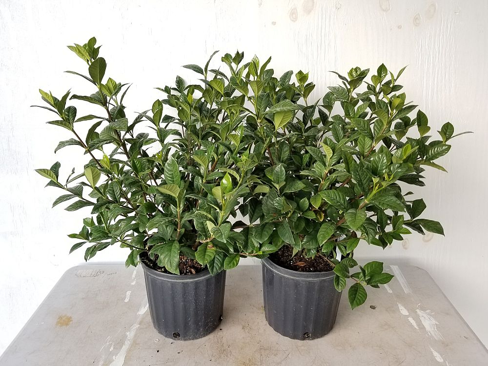 Buy Gardenia jasminoides 'Aimee Yashioka', Cape Jasmine, Gandharaj ...