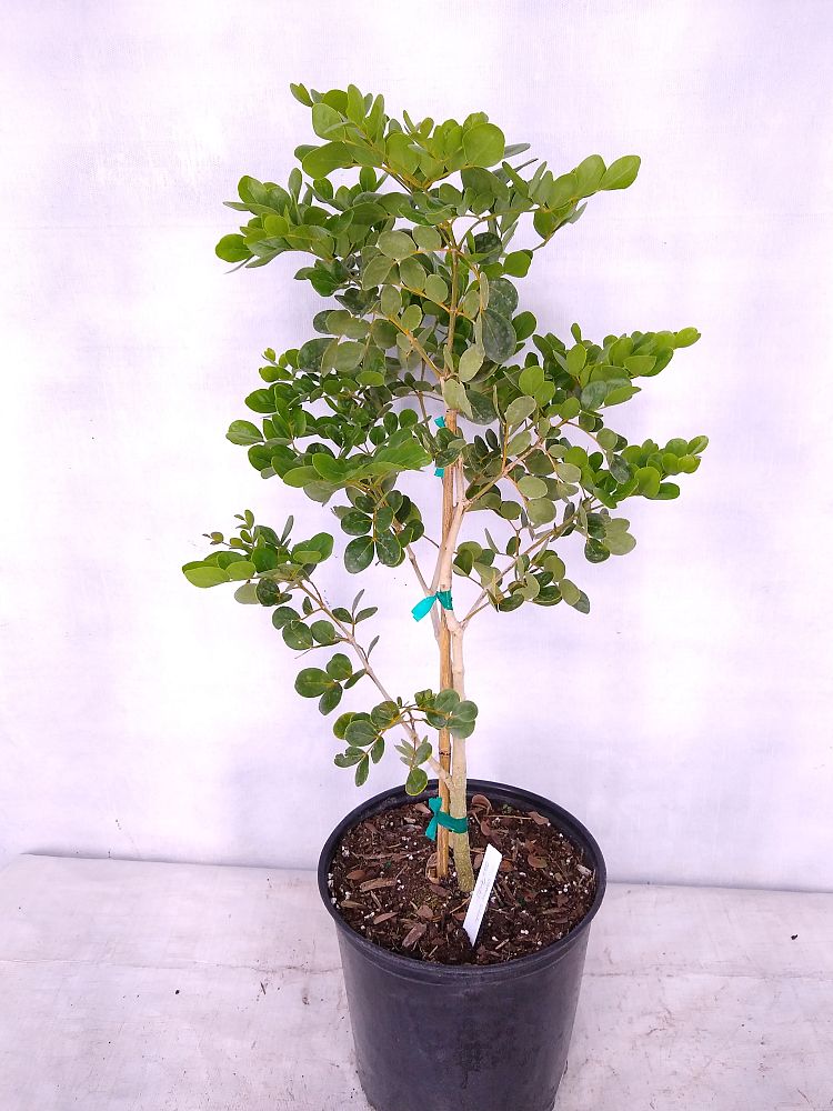 Buy Guaiacum officinale, Lignum Vitae | Free Shipping over $100