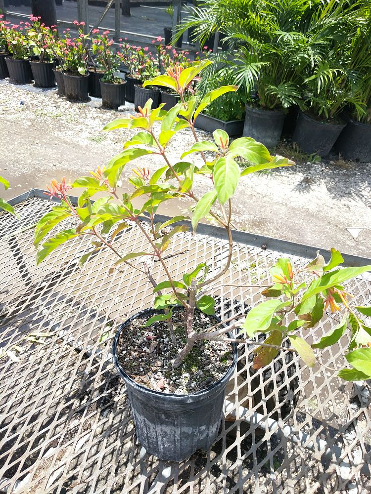 Hamelia patens, Firebush, Hummingbird Bush | PlantVine