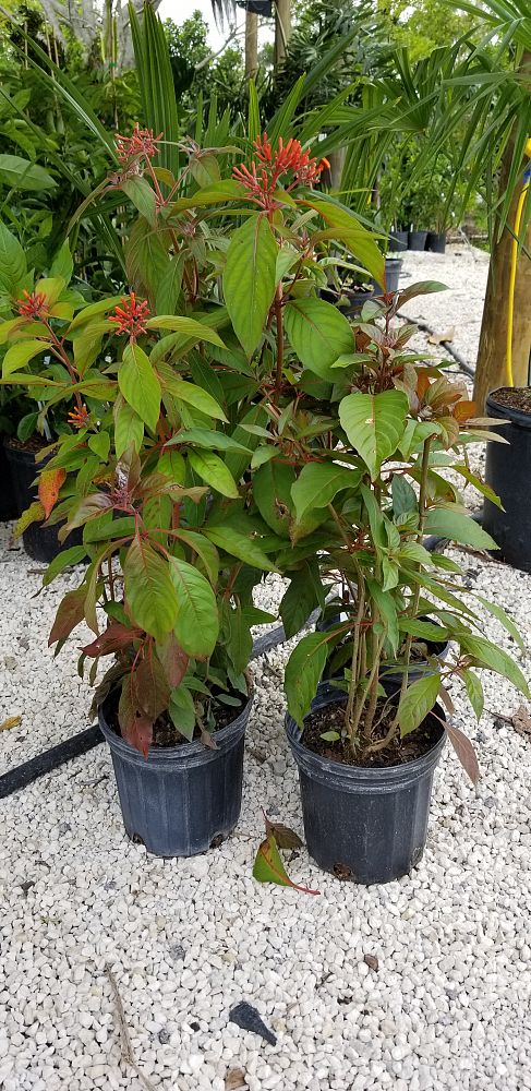 Hamelia patens, Firebush, Hummingbird Bush | PlantVine