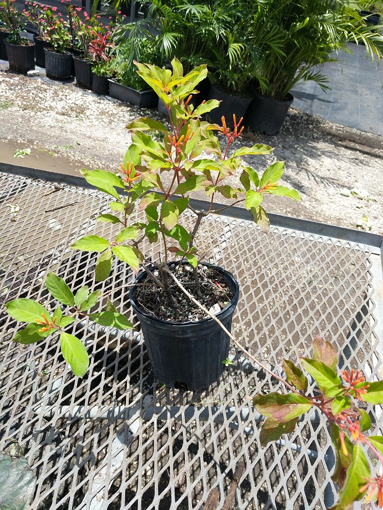 Hamelia patens, Firebush, Hummingbird Bush | PlantVine