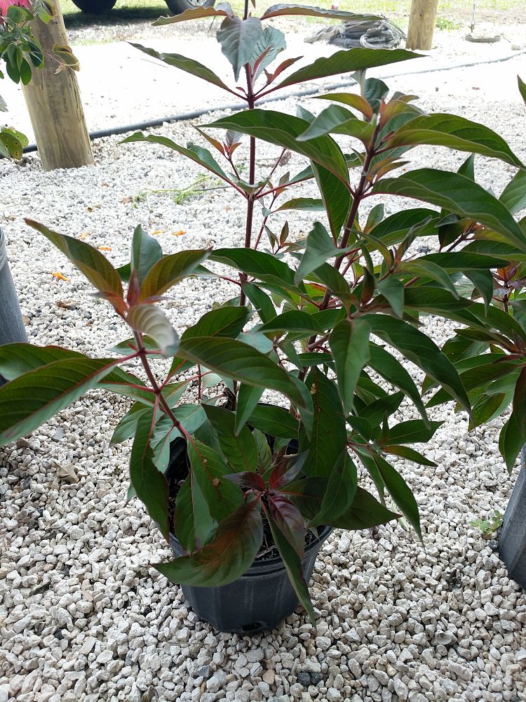 Hamelia patens, Firebush, Hummingbird Bush | PlantVine