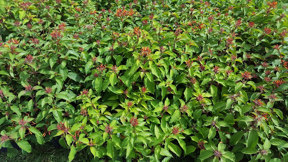 Buy Hamelia patens, Firebush, Hummingbird Bush | Free Shipping over $100