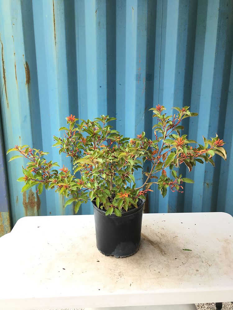 Buy Hamelia patens, Firebush, Hummingbird Bush | Free Shipping over $100