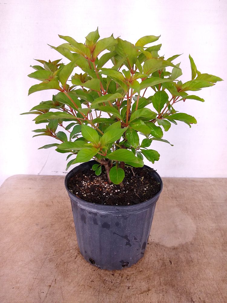 Buy Hamelia patens, Firebush, Hummingbird Bush | Free Shipping over $100