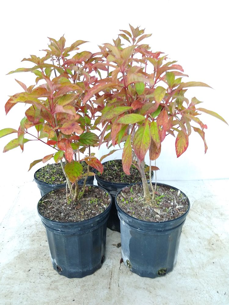 Buy Hamelia patens, Firebush, Hummingbird Bush | Free Shipping over $100